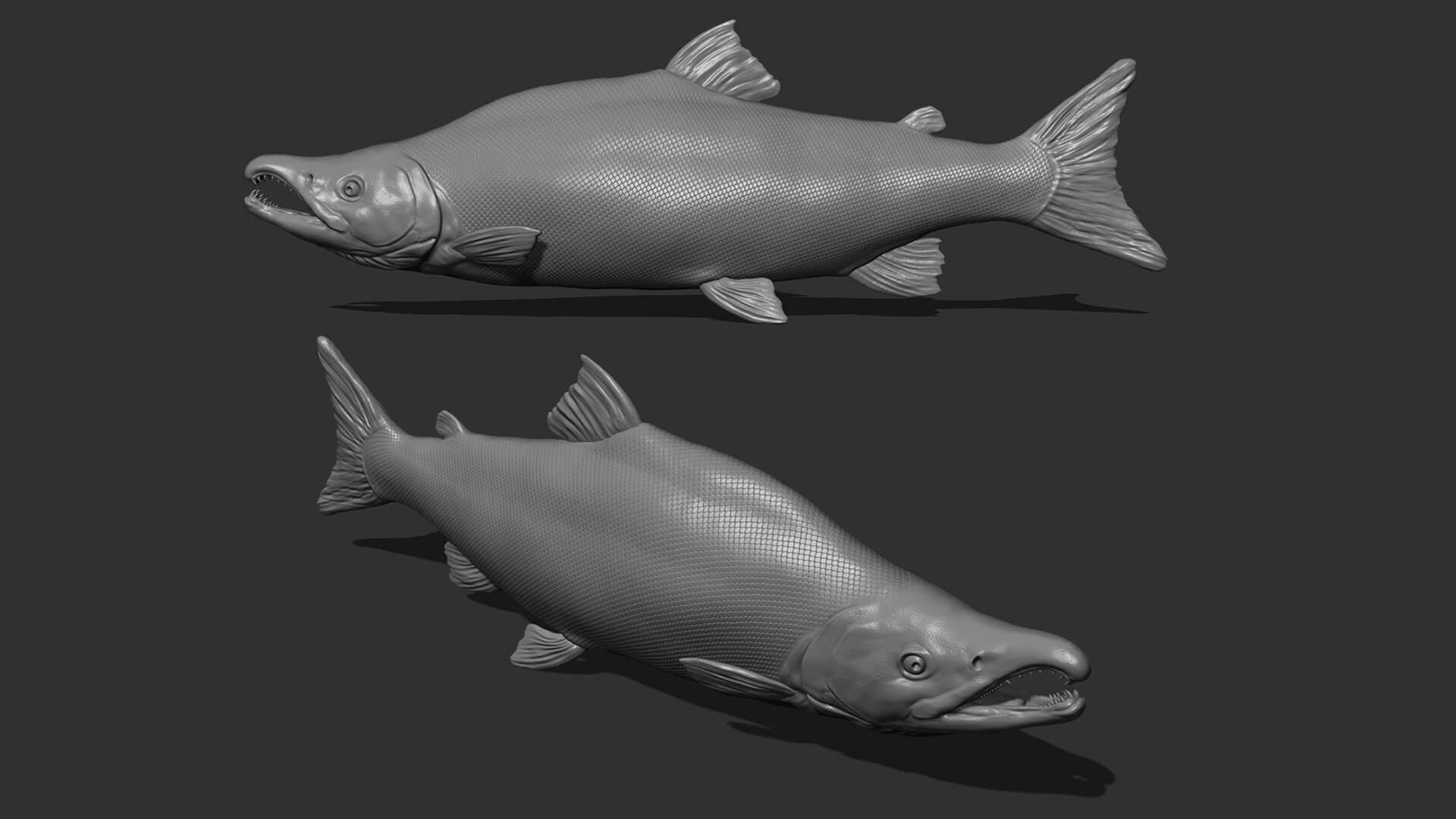 Sockeye Salmon - 3D Model by guninnik81