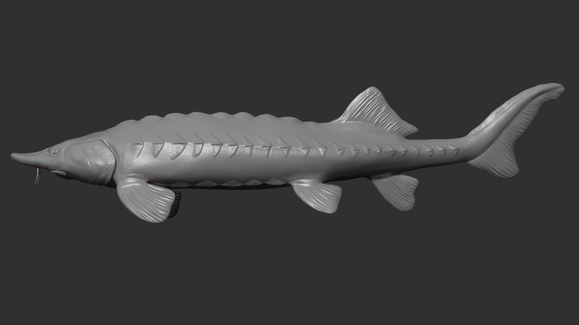 Sturgeon Beluga Fish on The Base - 3D Model by guninnik81