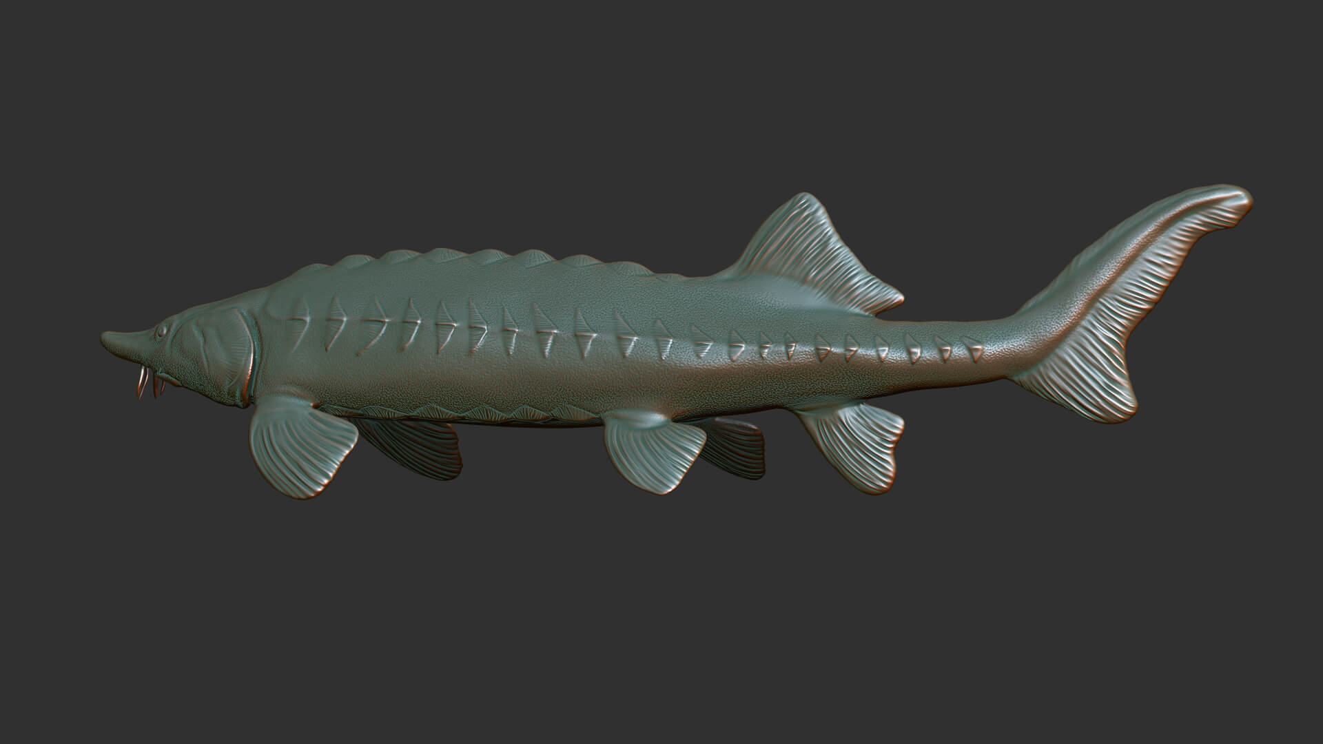 Sturgeon Beluga Fish on The Base - 3D Model by guninnik81