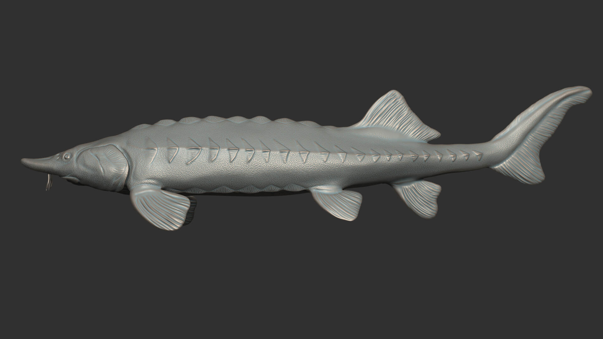 Sturgeon Beluga Fish on The Base - 3D Model by guninnik81