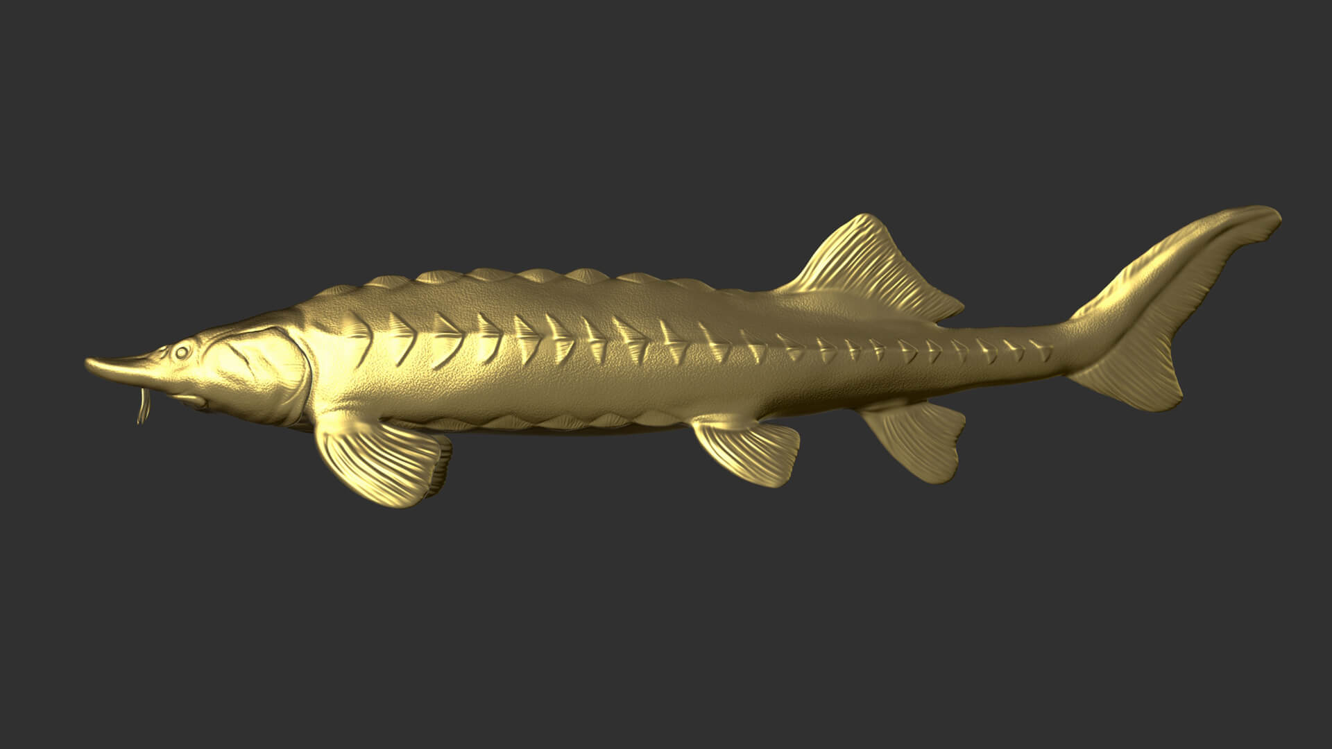 Sturgeon Beluga Fish on The Base - 3D Model by guninnik81