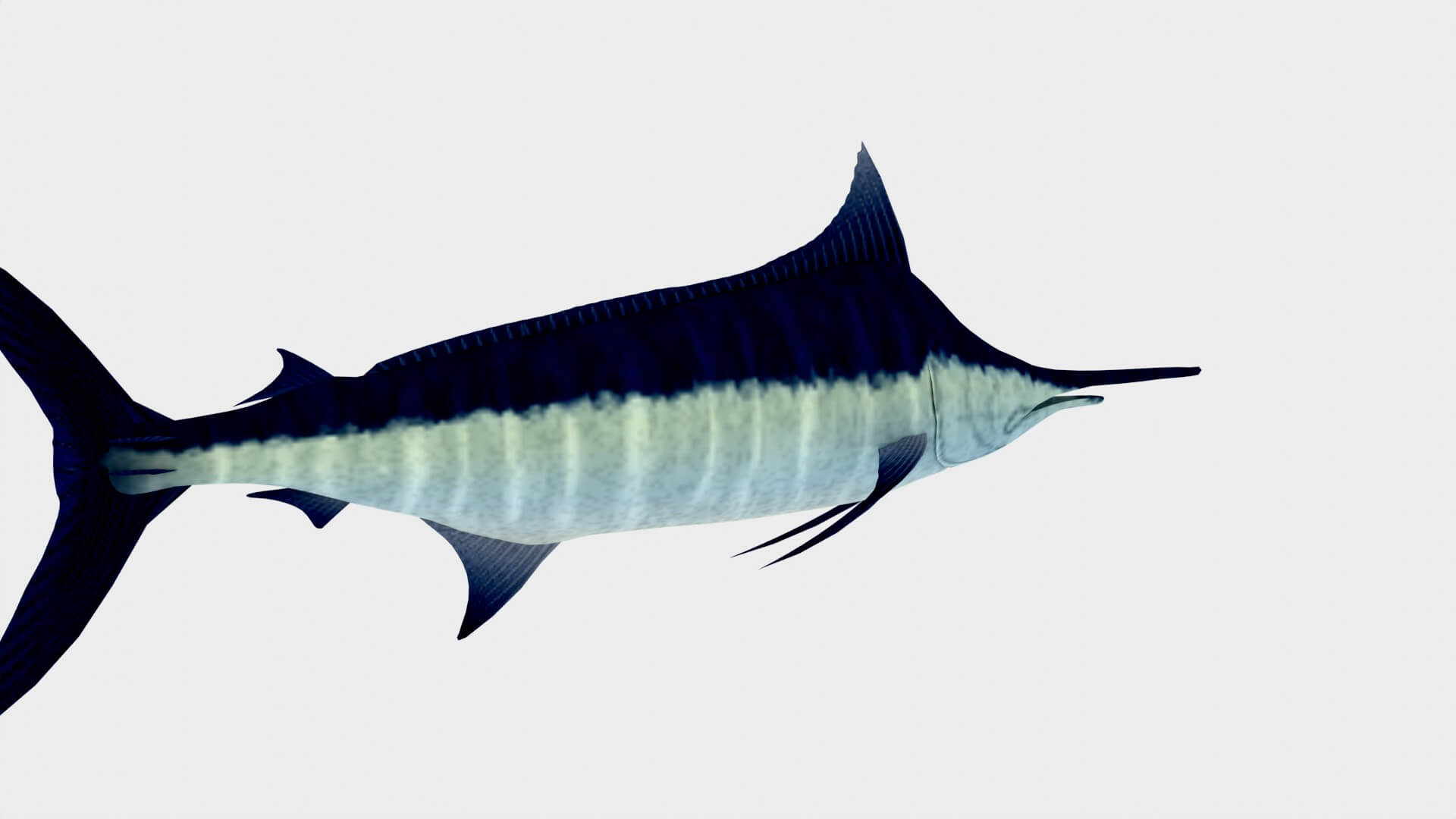 Atlantic Blue Marlin Fish - 3D Model by H3afDya
