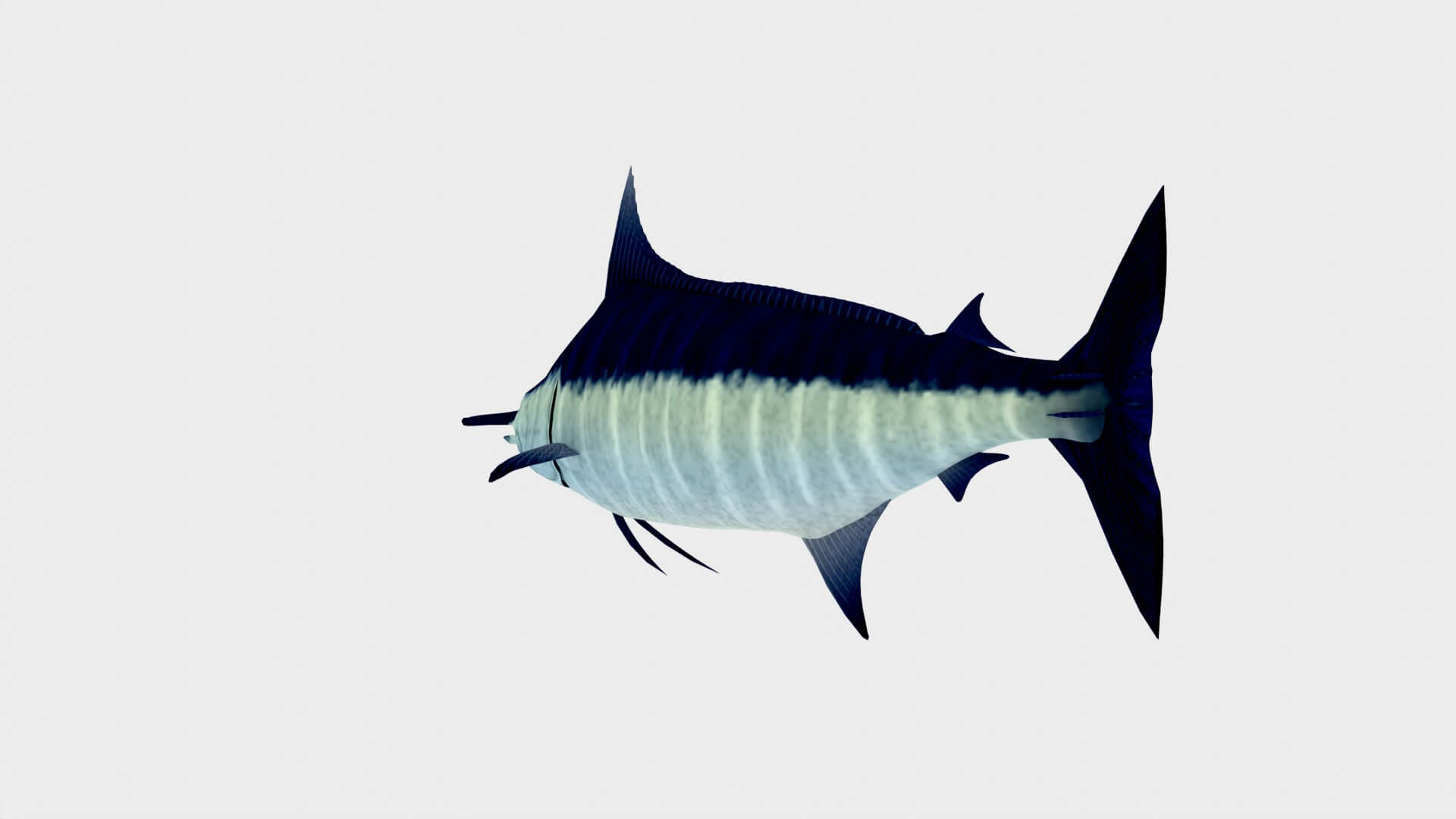 Atlantic Blue Marlin Fish - 3D Model by H3afDya