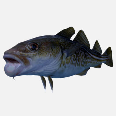 Low Poly Models | Animals | Fish | RenderHub