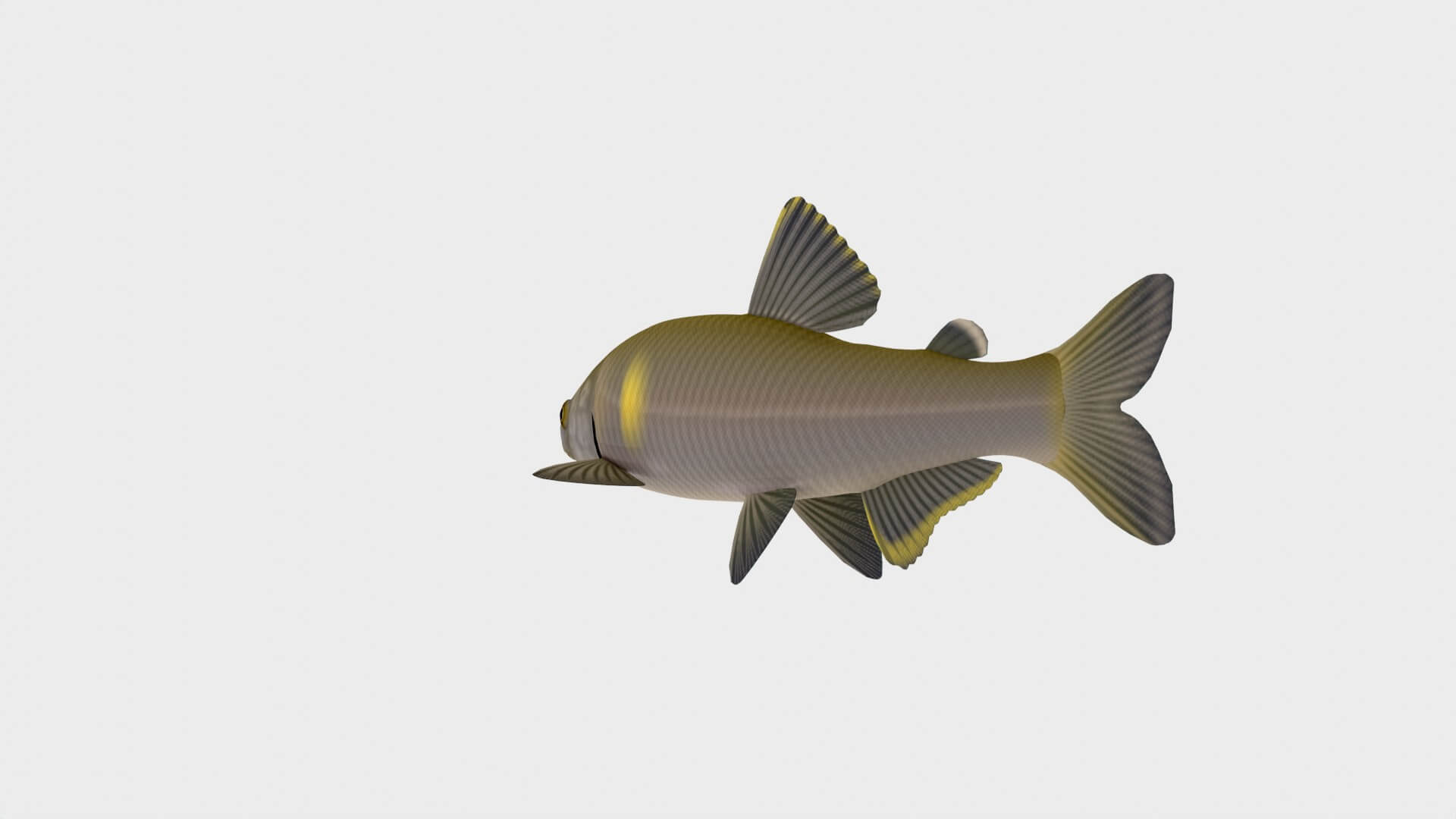 Ayu Fish - 3D Model by H3afDya