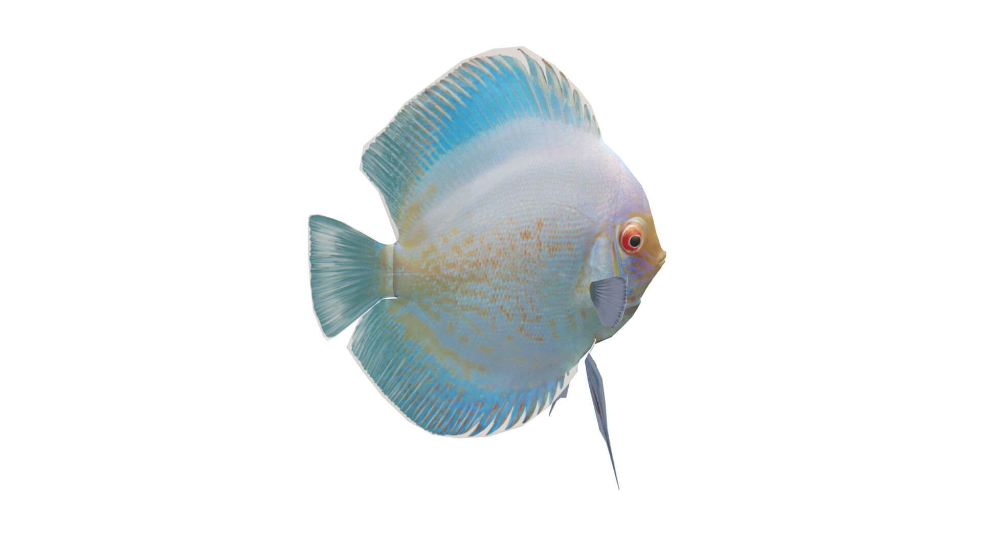 Blue Discus Animal - 3D Model by H3afDya