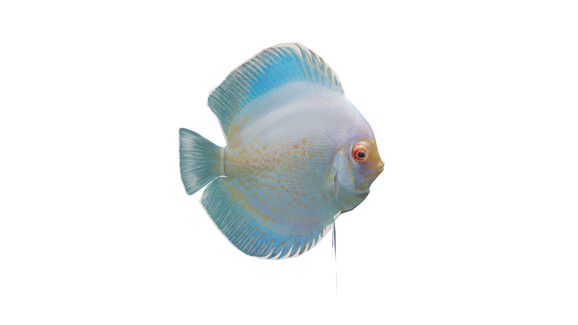 Blue Discus Animal - 3D Model by H3afDya