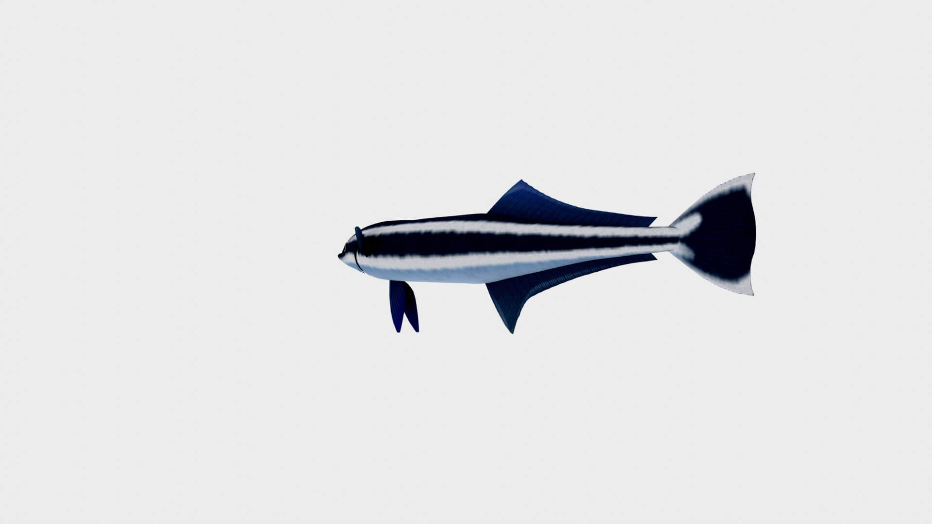 Blue Shark Fish - 3D Model by H3afDya