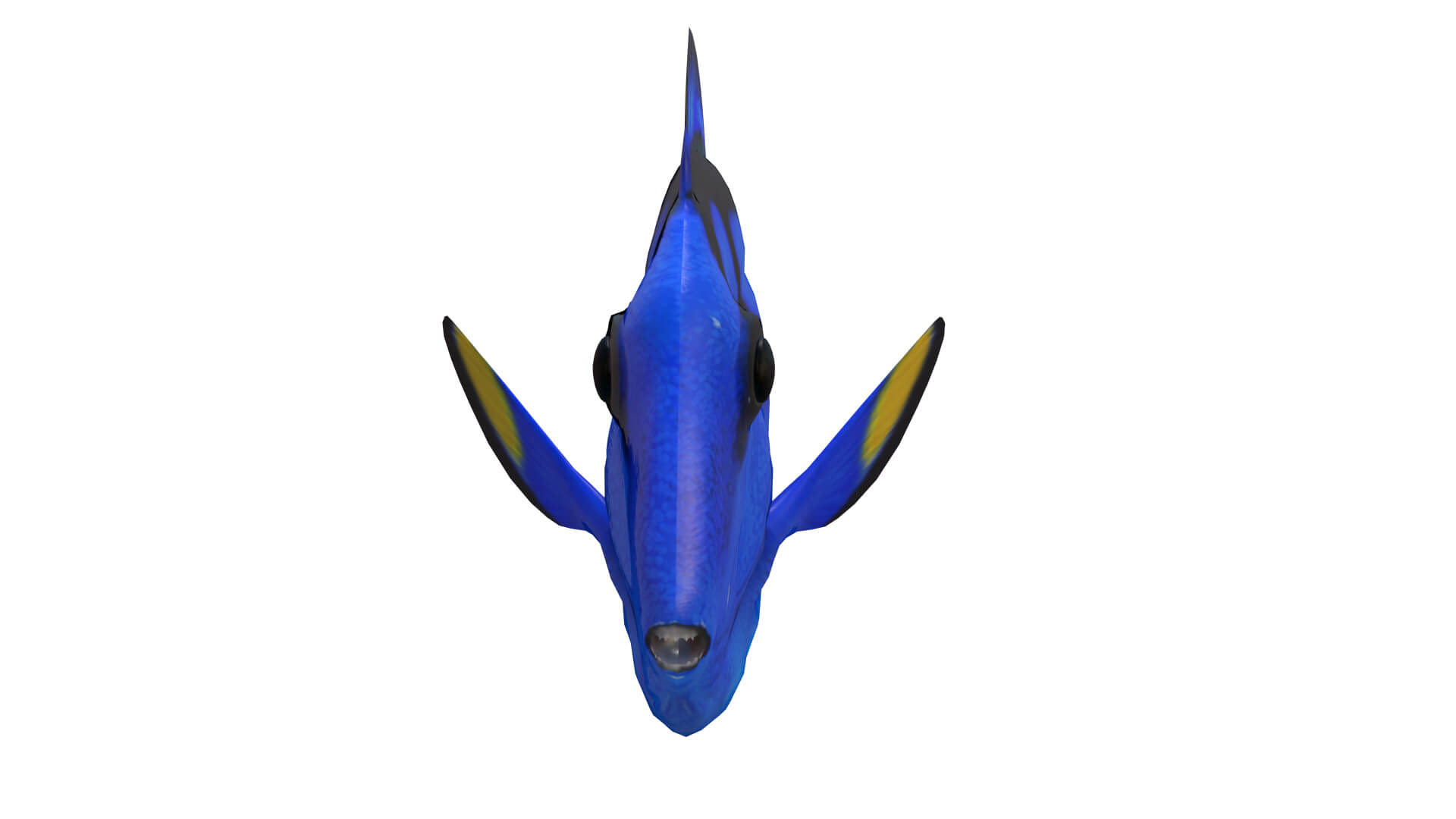 Blue Tang Fish - 3D Model by H3afDya