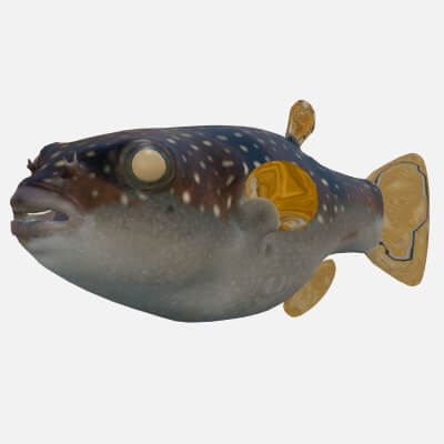 Uv Mapped Models | Animals | Fish | RenderHub