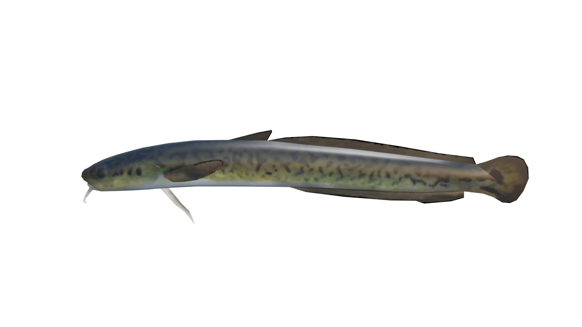 Animal Burbot Fish - 3D Model by H3afDya