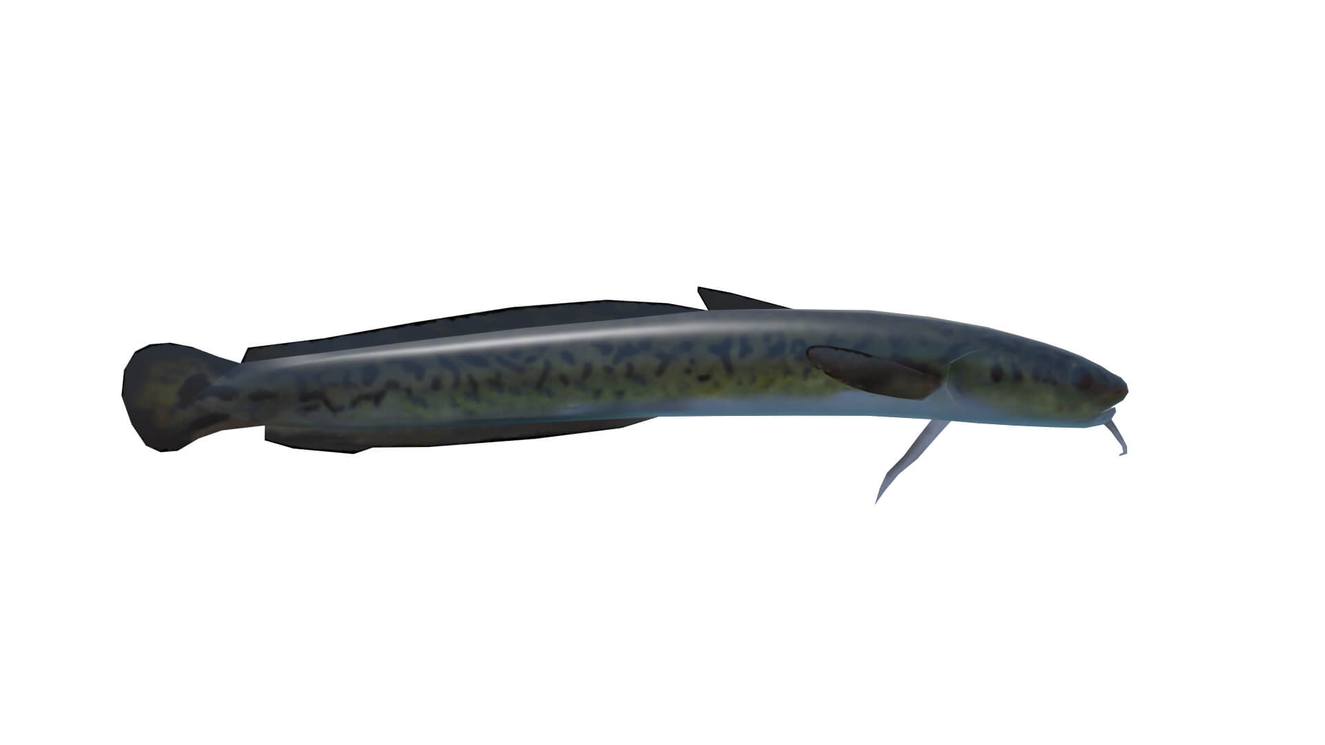 Animal Burbot Fish - 3D Model by H3afDya