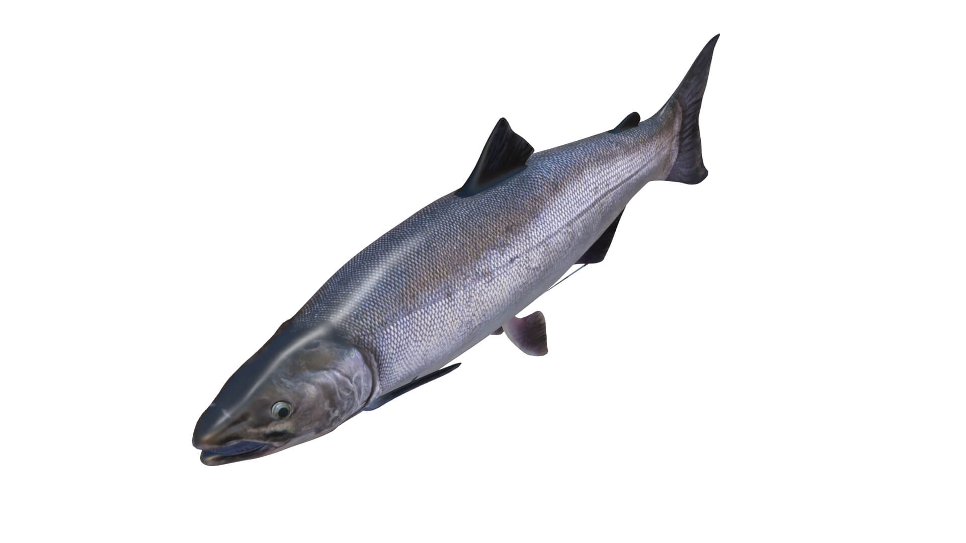 Chinook Salmon Fish - 3D Model by H3afDya