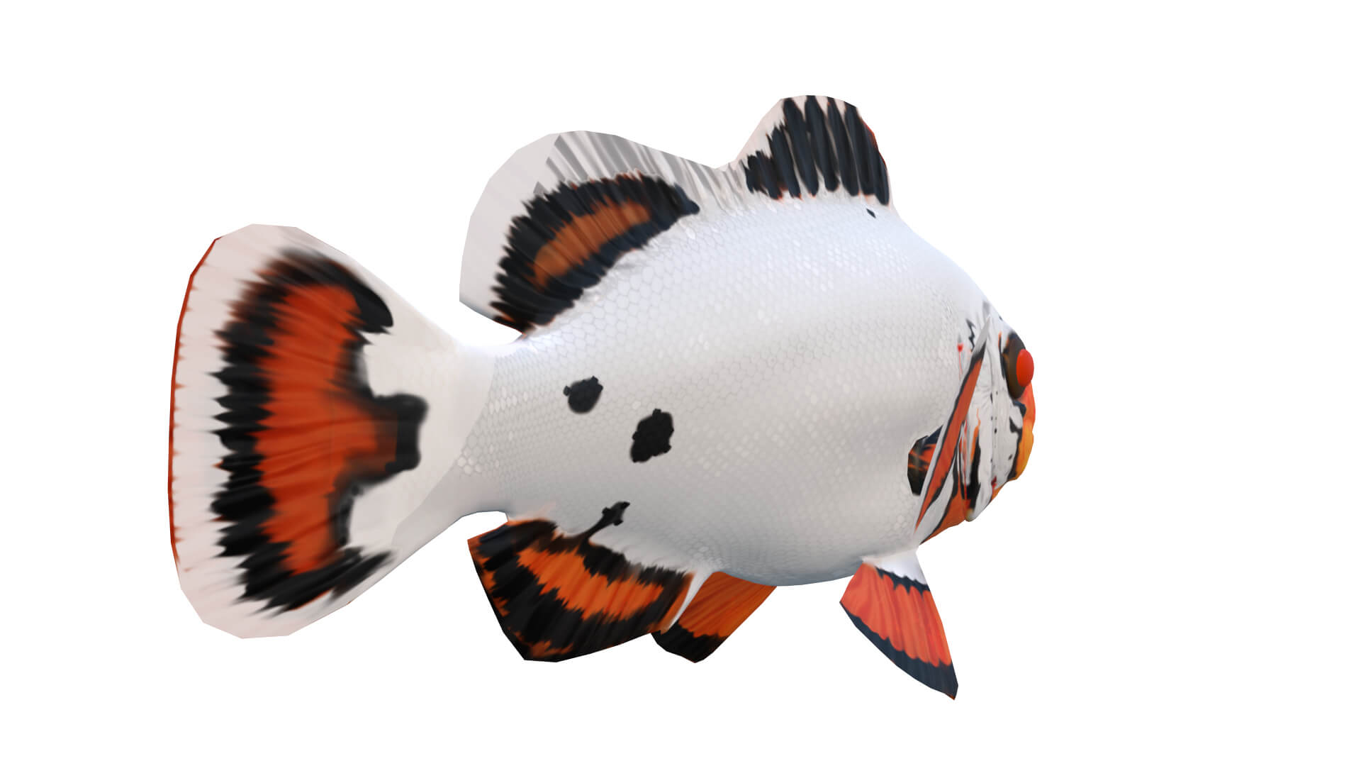 Clownfish Fish - 3D Model by H3afDya