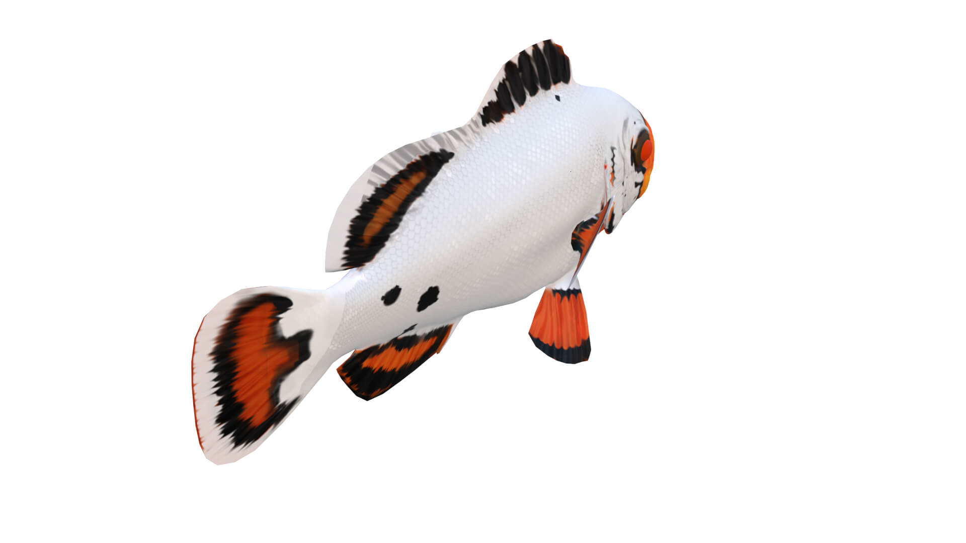 Clownfish Fish - 3D Model by H3afDya