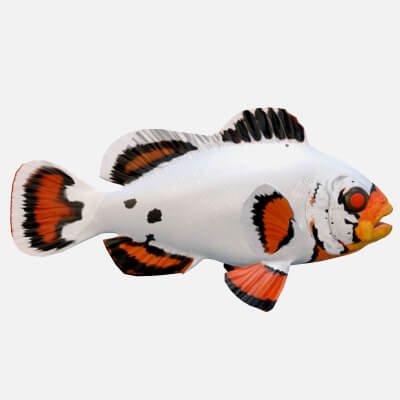 Clownfish Fish - 3D Model by H3afDya