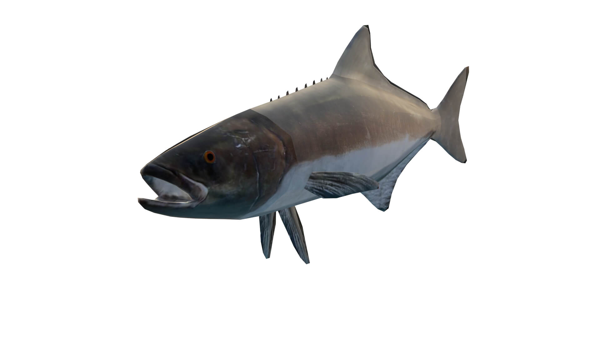 Cobia Black Kingfish - 3D Model by H3afDya