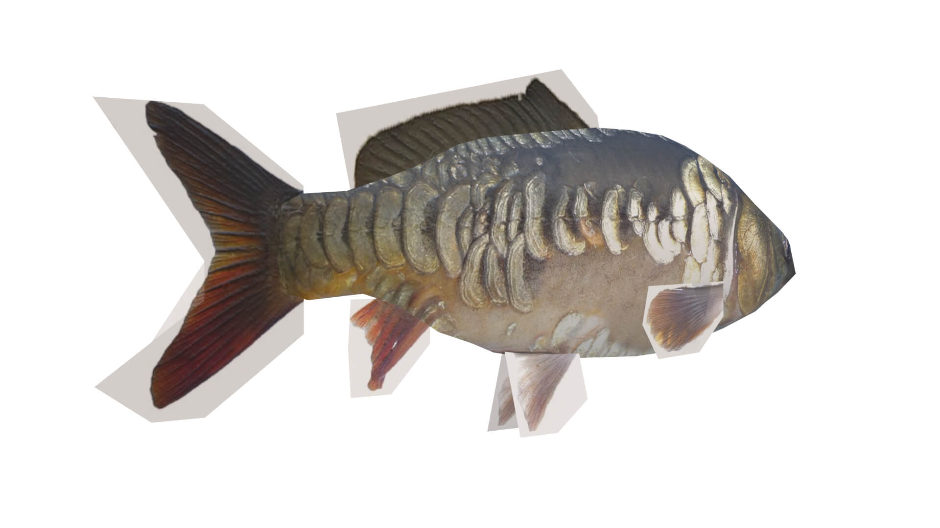 Common Carp Fish - 3D Model by H3afDya