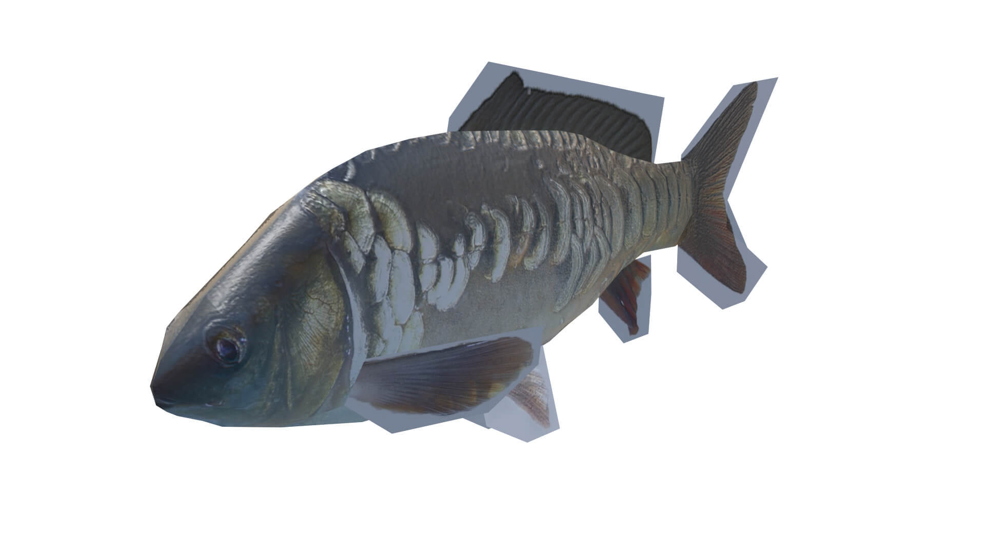 Common Carp Fish - 3D Model by H3afDya