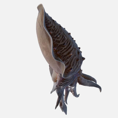 Cuttlefish Fish - 3D Model by H3afDya