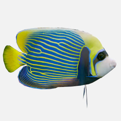 Uv Mapped Models | Animals | Fish | RenderHub