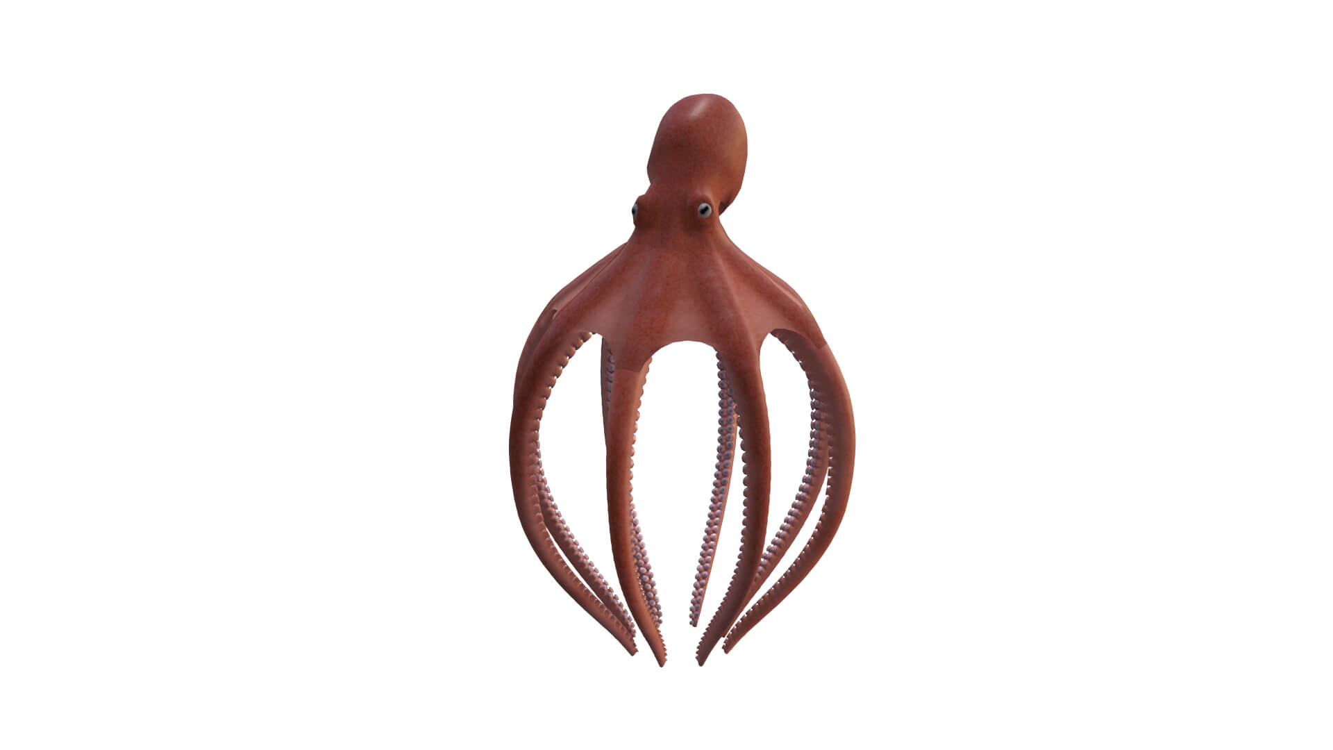 Giant Pacific Octopus - 3D Model by H3afDya