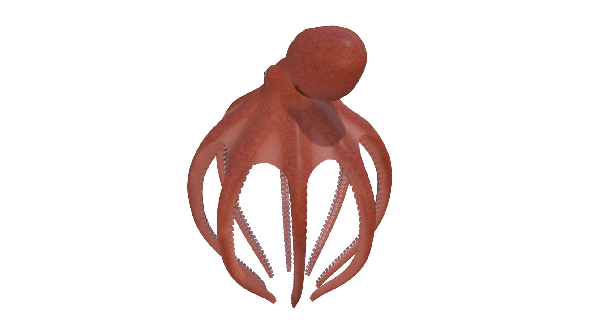 Giant Pacific Octopus - 3D Model by H3afDya