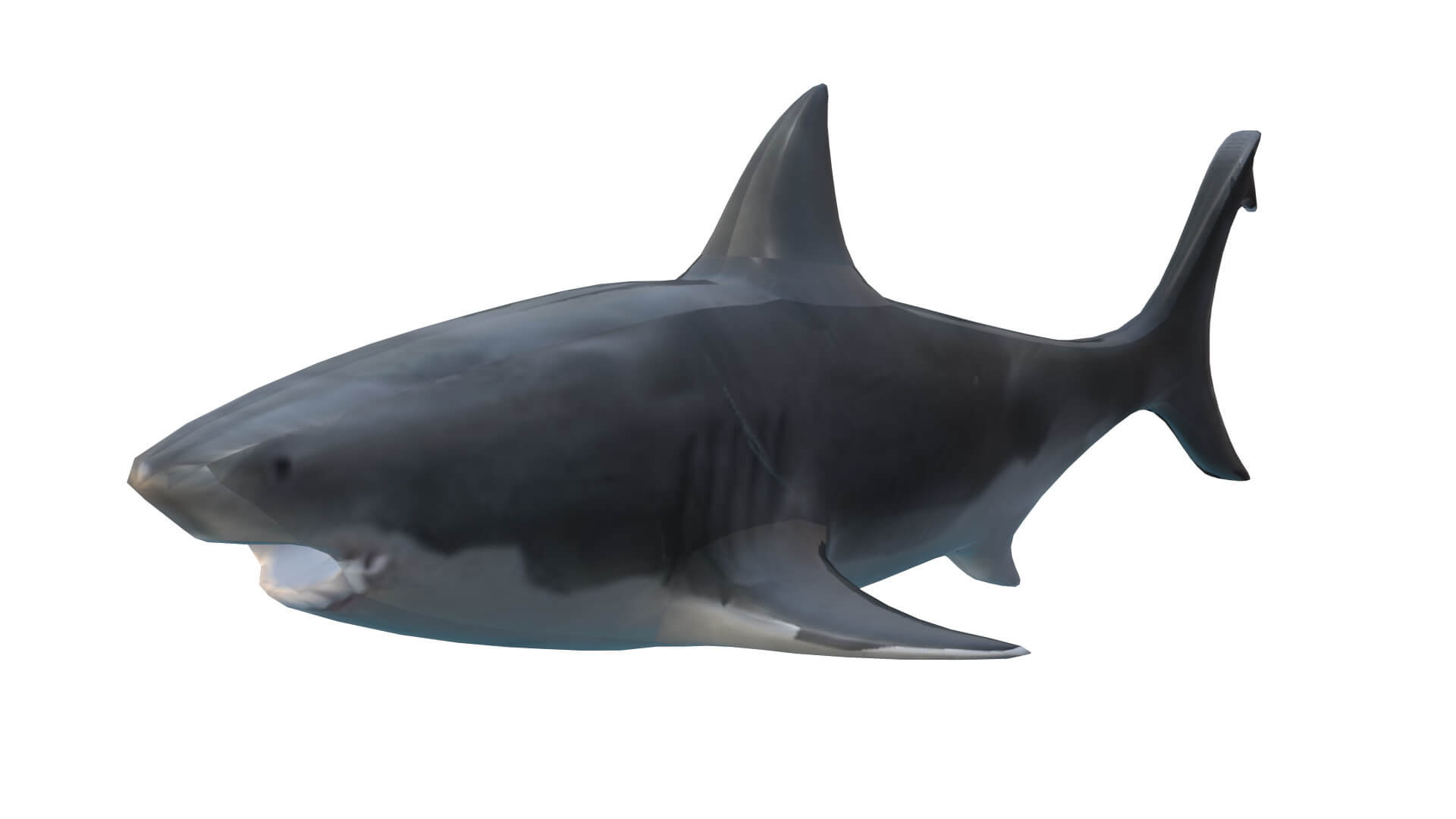 Great Tiger Shark - 3D Model by H3afDya