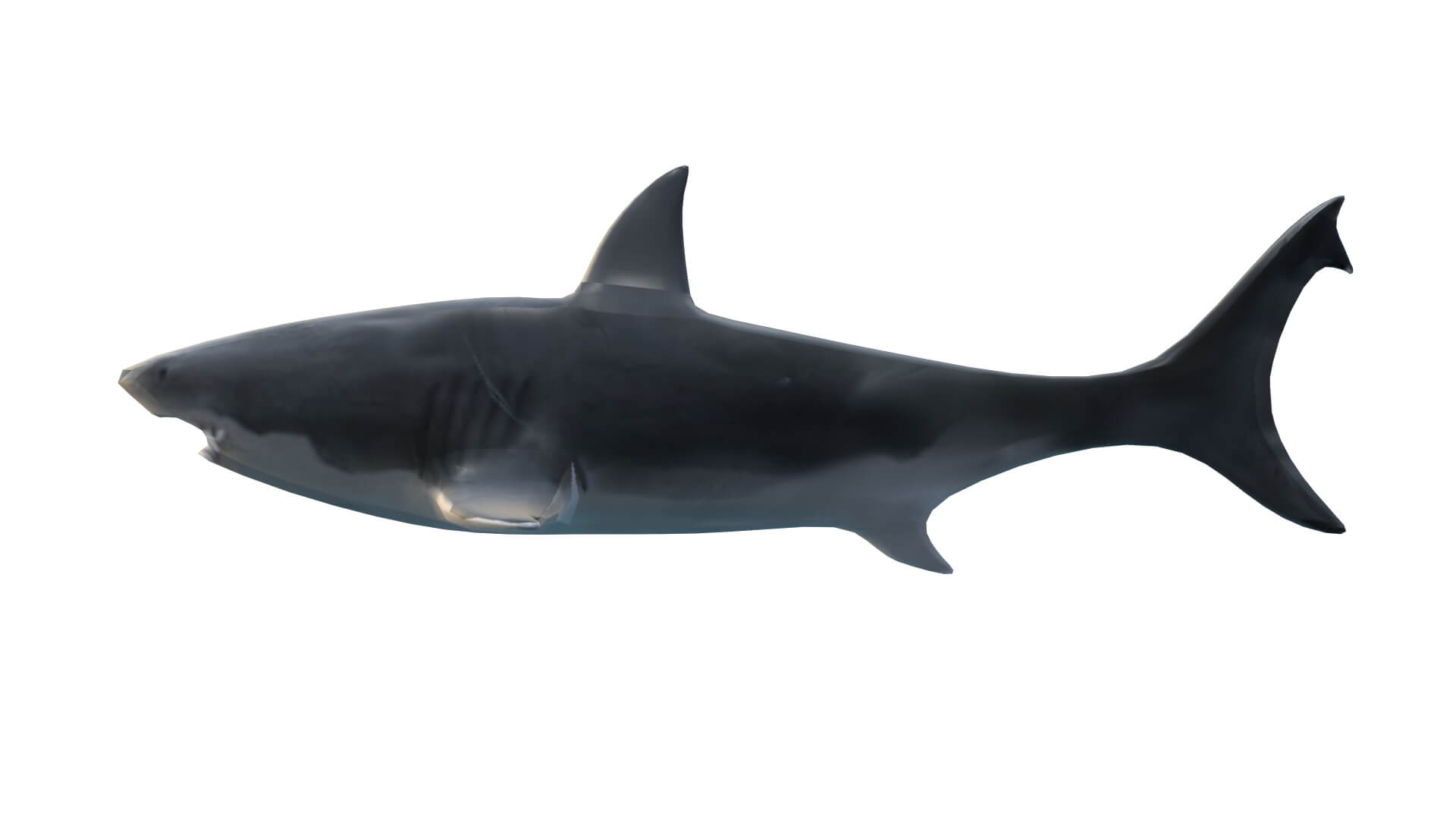 Great Tiger Shark - 3D Model by H3afDya