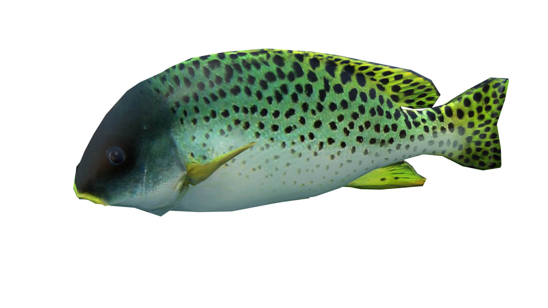 Green and Black Spotted Fish - 3D Model by H3afDya