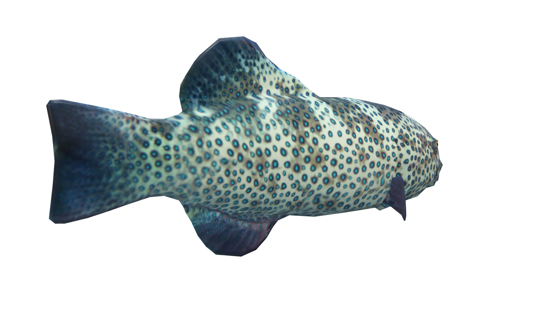 Groupers Fish - 3D Model by H3afDya