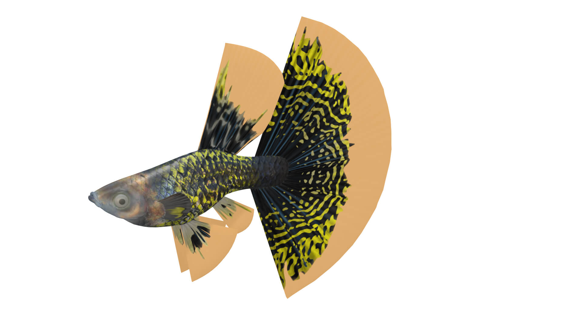 Guppy Fish Animal - 3D Model by H3afDya