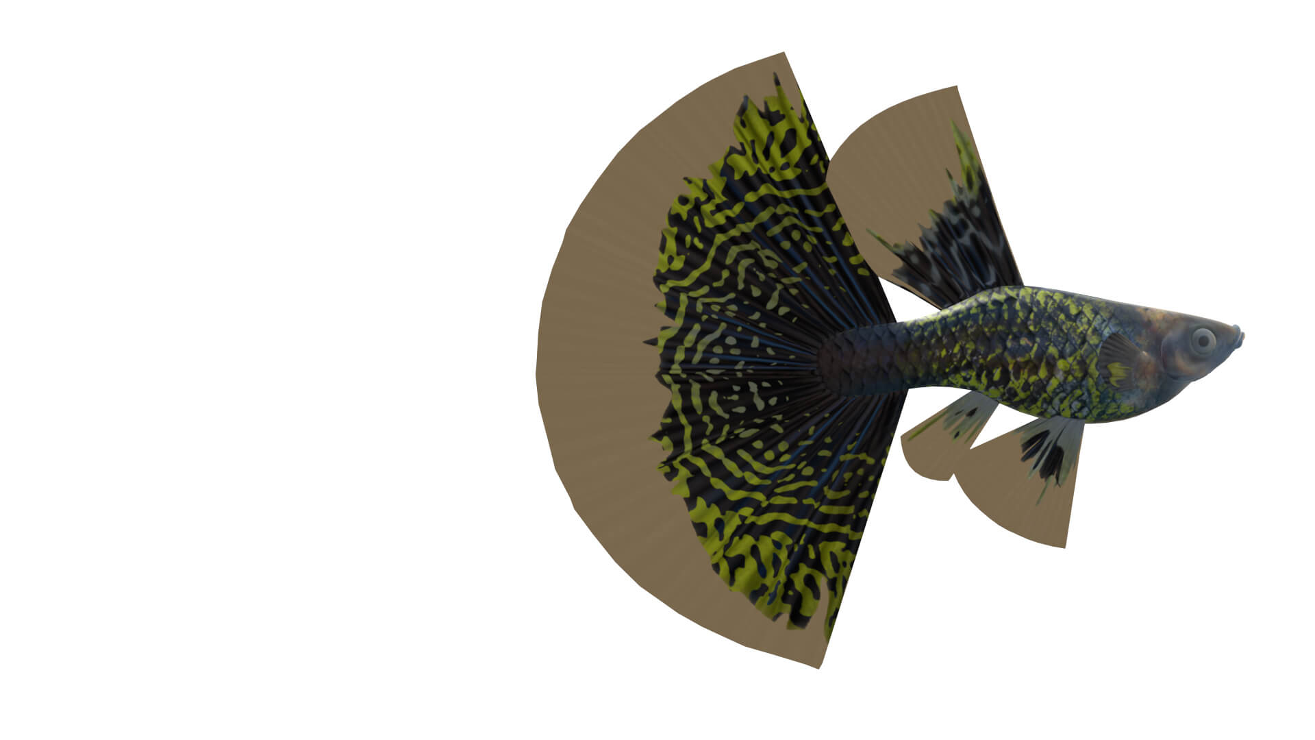 Guppy Fish Animal - 3D Model by H3afDya