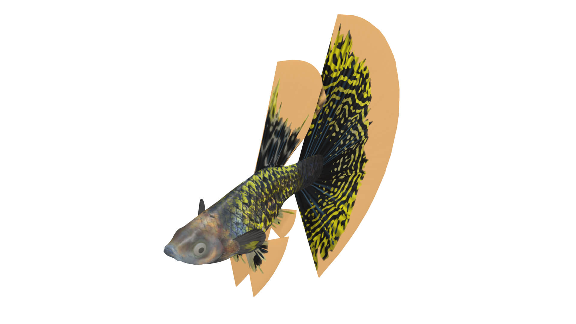 Guppy Fish Animal - 3D Model by H3afDya