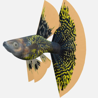 3D Models | Animals | Fish | RenderHub