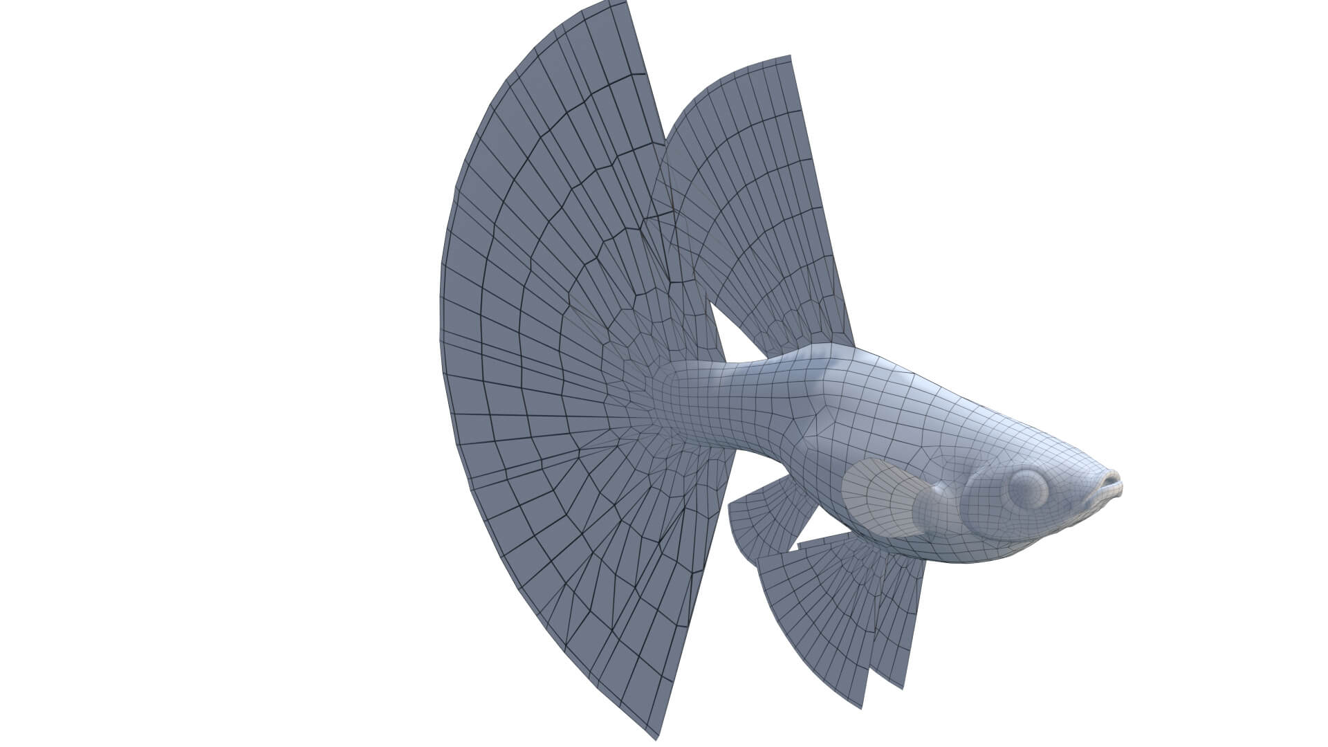 Guppy Animal Fish - 3D Model by H3afDya