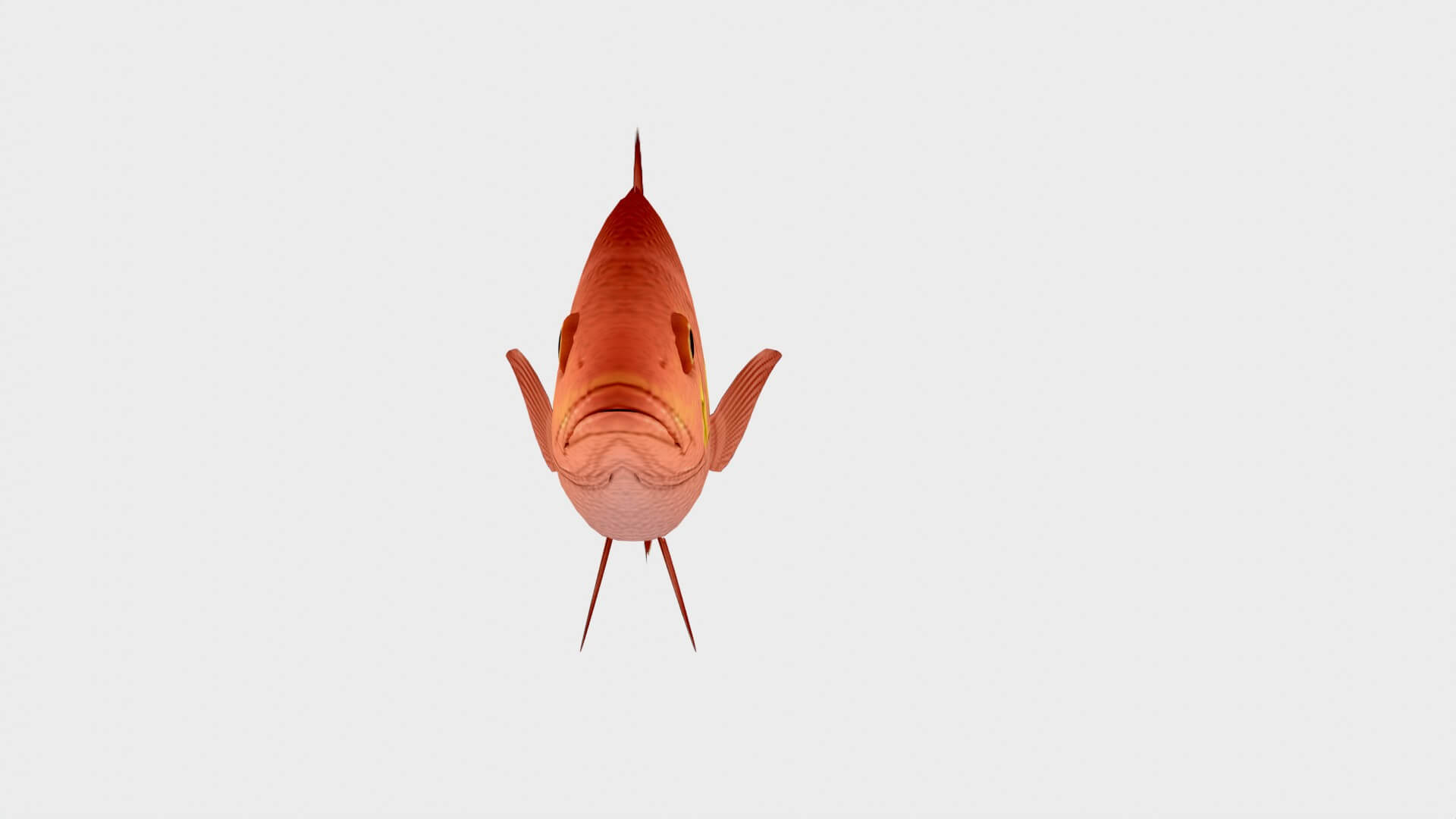 Hump Back Fish - 3D Model by H3afDya