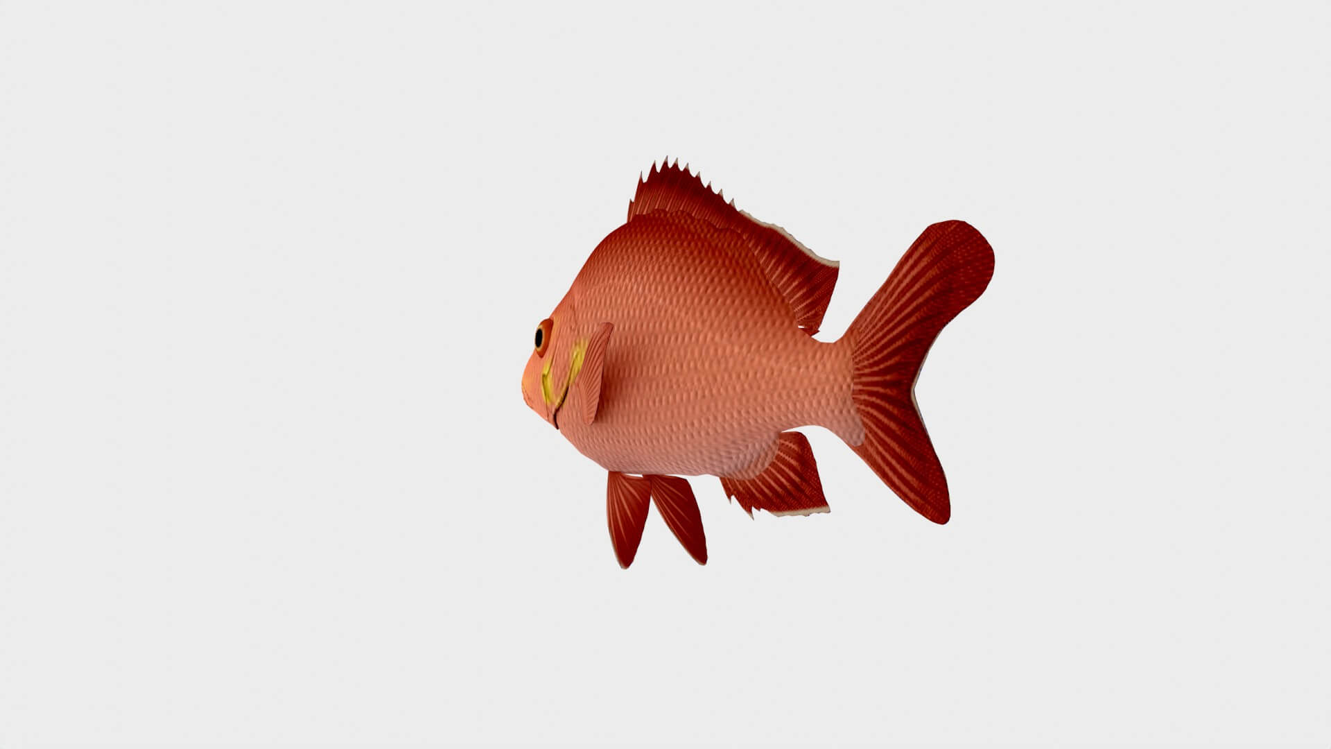 Hump Back Fish - 3D Model by H3afDya