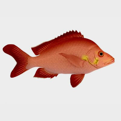 Hump Back Fish - 3D Model by H3afDya