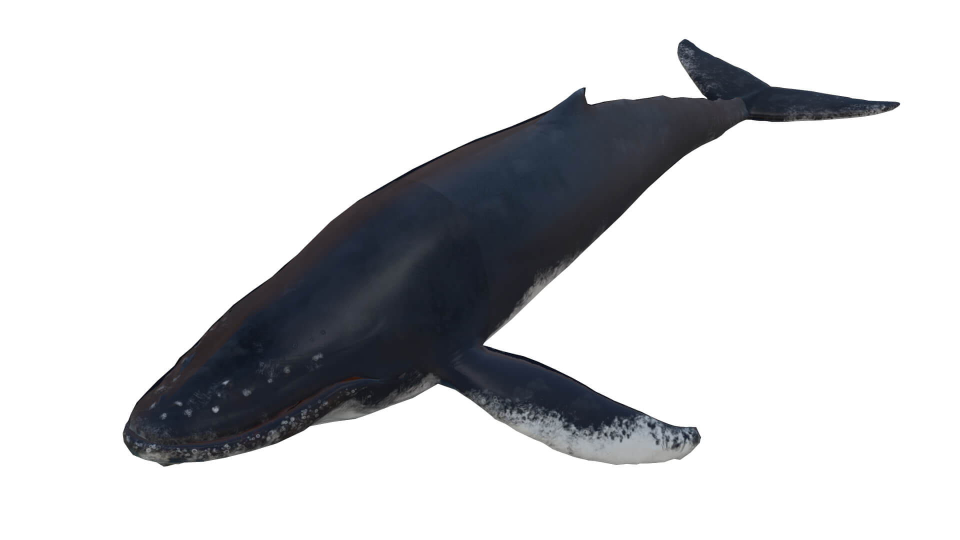 Humpback Whale - 3D Model by H3afDya