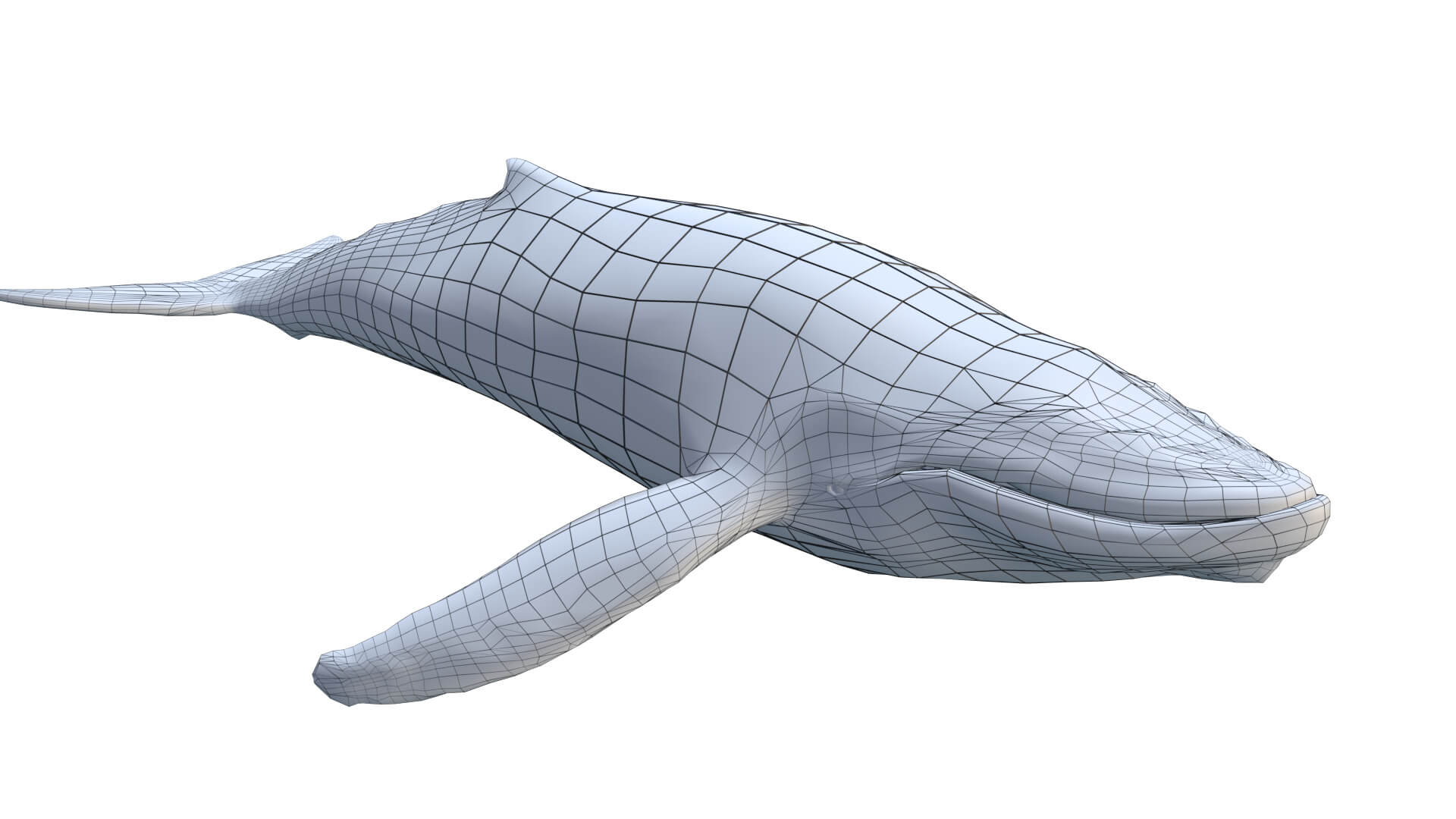 Humpback Whale - 3D Model by H3afDya