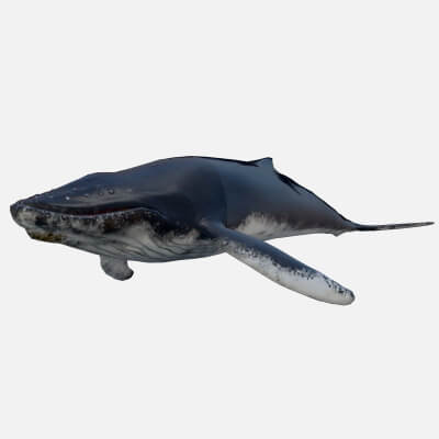 Humpback Whale - 3D Model by H3afDya