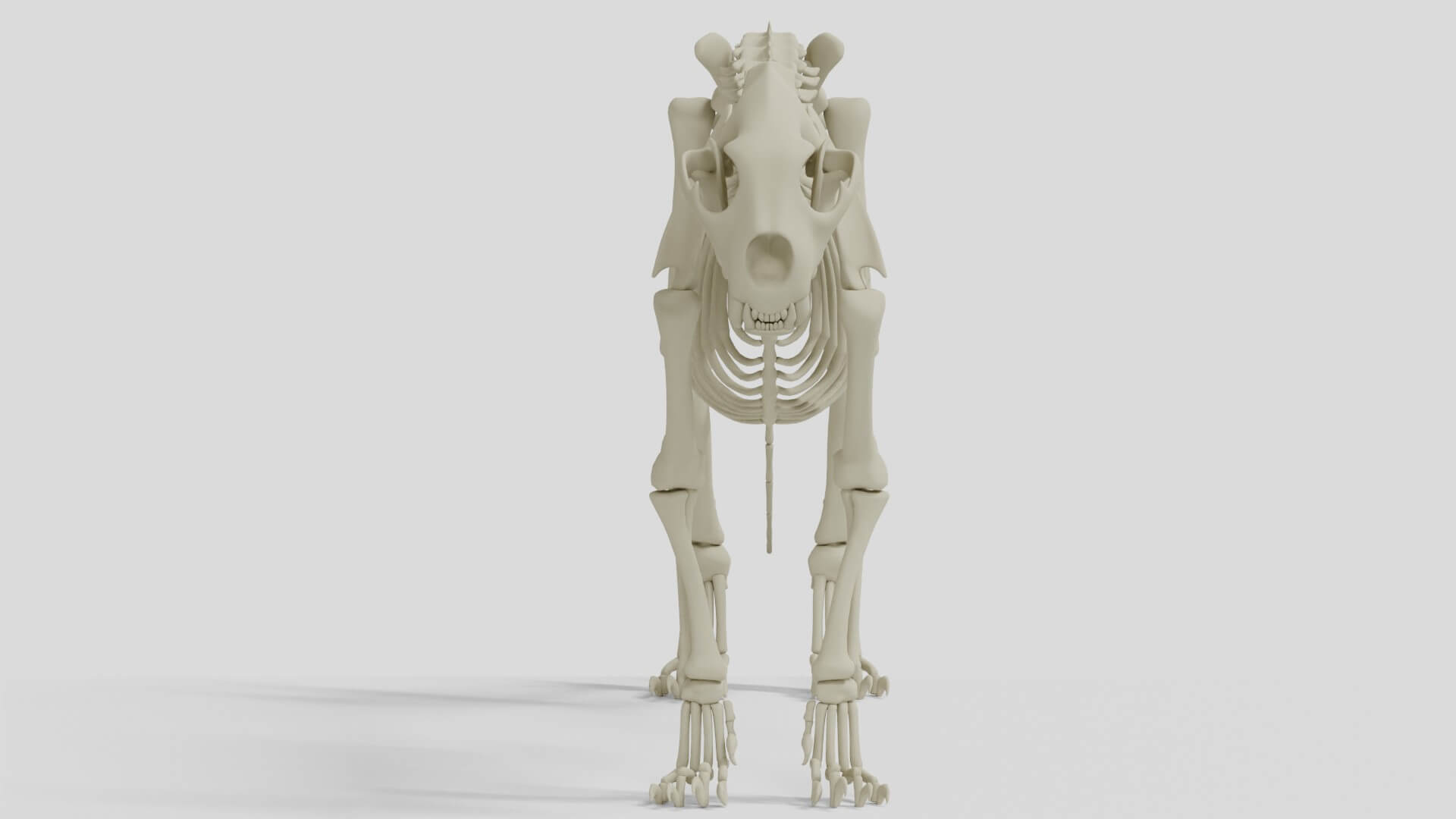 Lion Skeleton Model by H3afDya