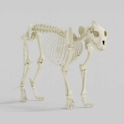Lioness Skeleton - 3D Model by H3afDya