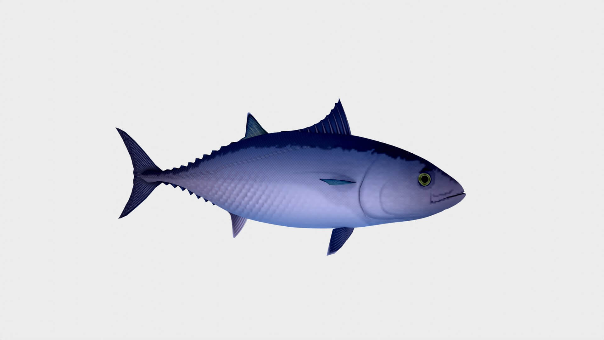 Longtail Tuna Fish - 3D Model by H3afDya