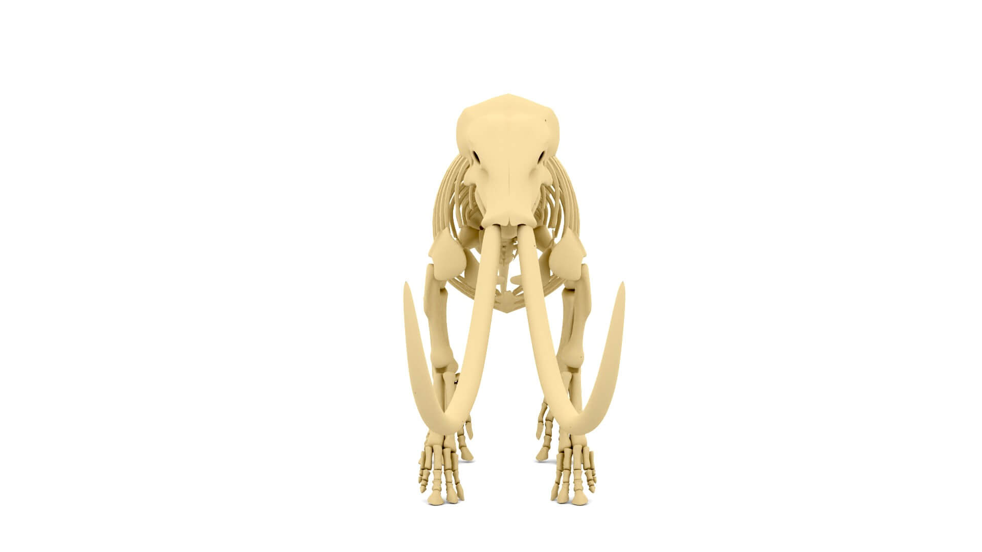 Mammoth Skeleton - 3D Model by H3afDya