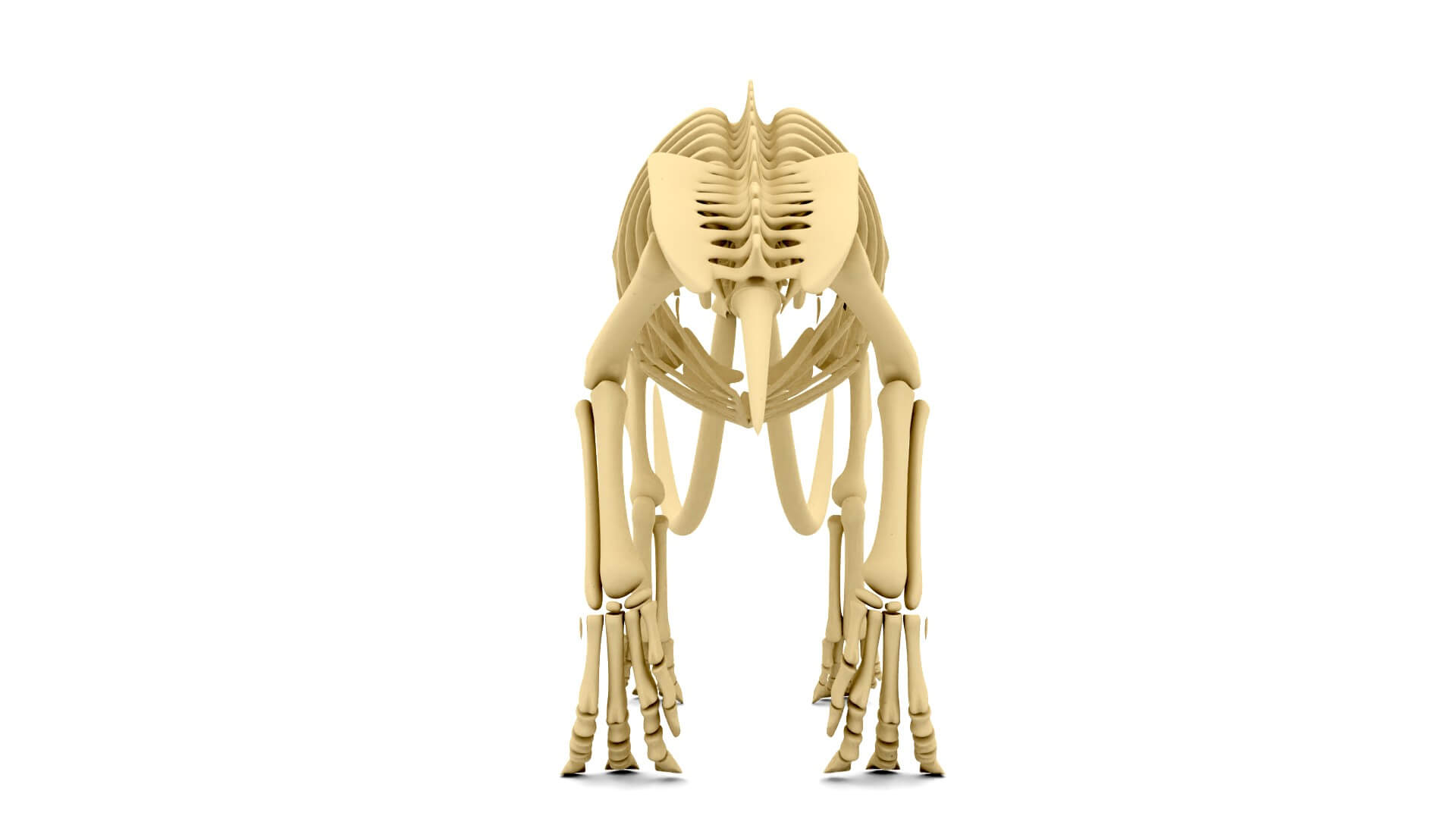 Mammoth Skeleton - 3D Model by H3afDya