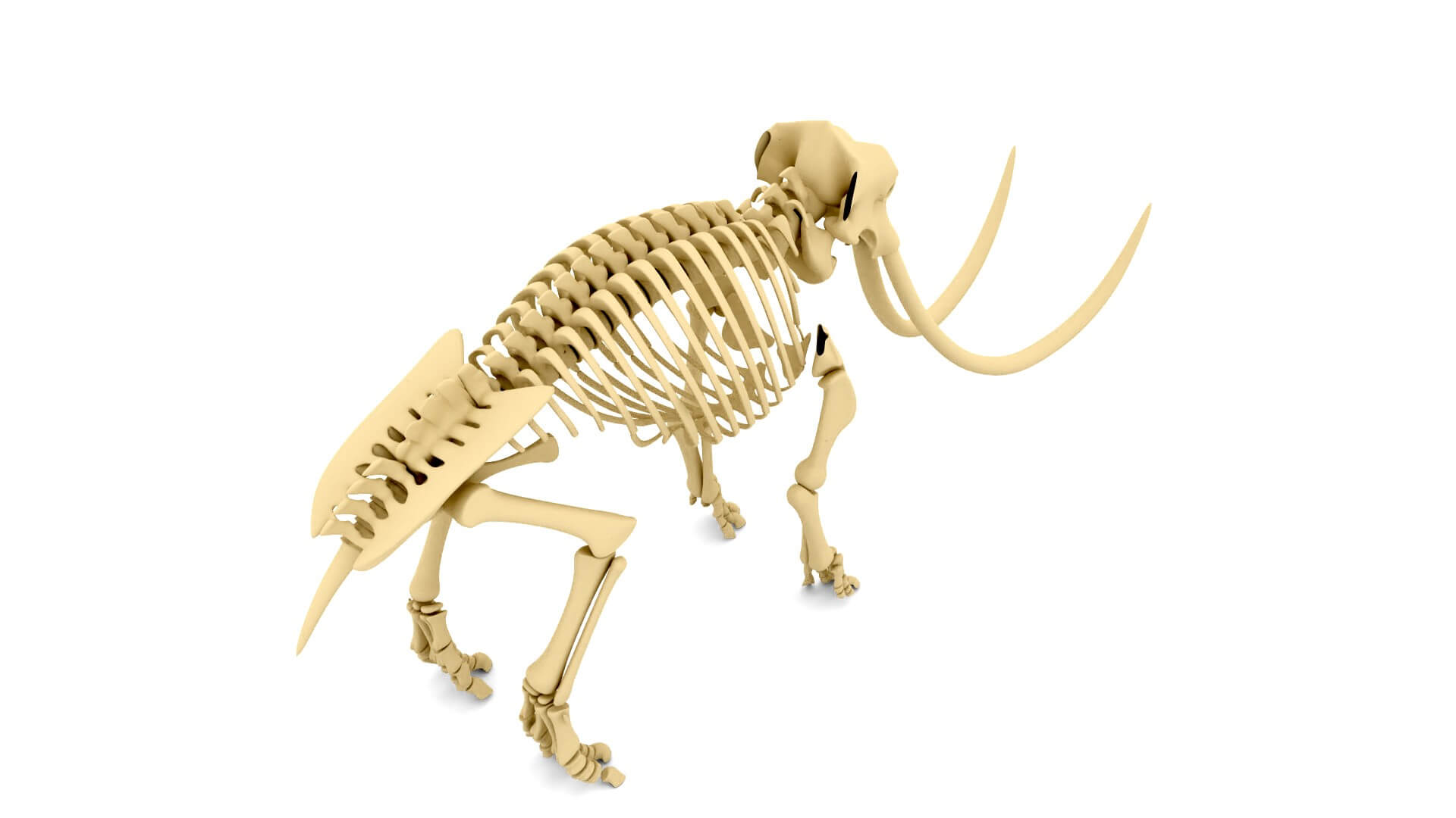 Mammoth Skeleton - 3D Model by H3afDya