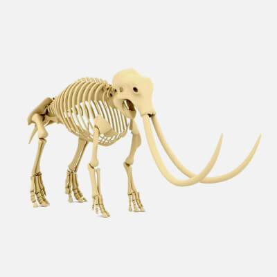 Mammoth Skeleton - 3D Model by H3afDya