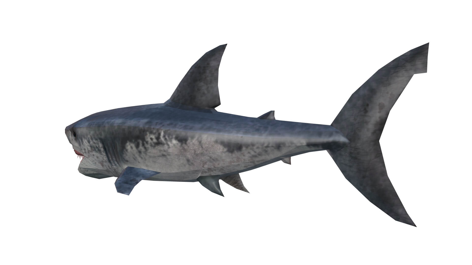 Megalodon Sharks - 3D Model by H3afDya
